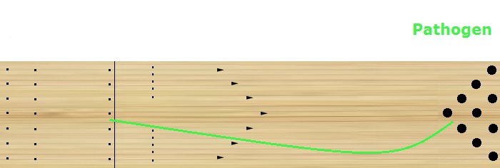 Pathogen Bowling Ball | Pyramid Bowling